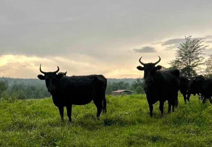 Irish Kerry Cattle – Little Black Cow Dairy
